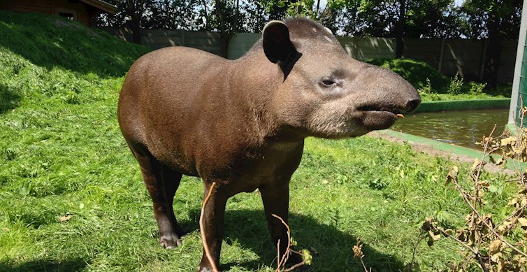 Jyllands Park Zoo - Discover Denmark