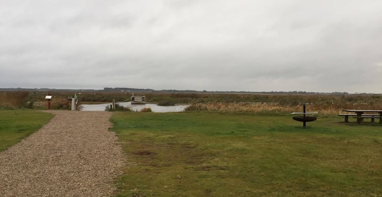 Trækfærgerne i Skjern Enge - Discover Denmark